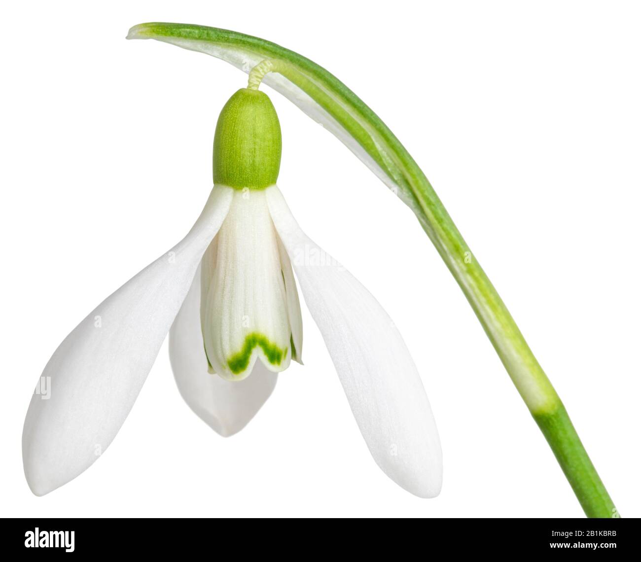 snowdrops isolated on white background. Clipping Path Stock Photo - Alamy