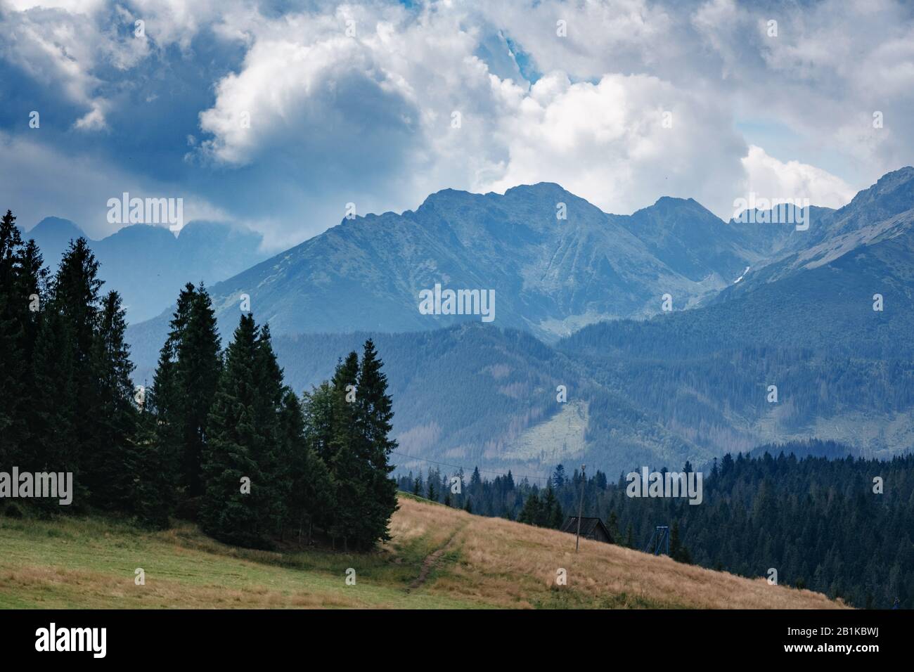 Forested mountain slope in low lying cloud with the evergreen conifers ...