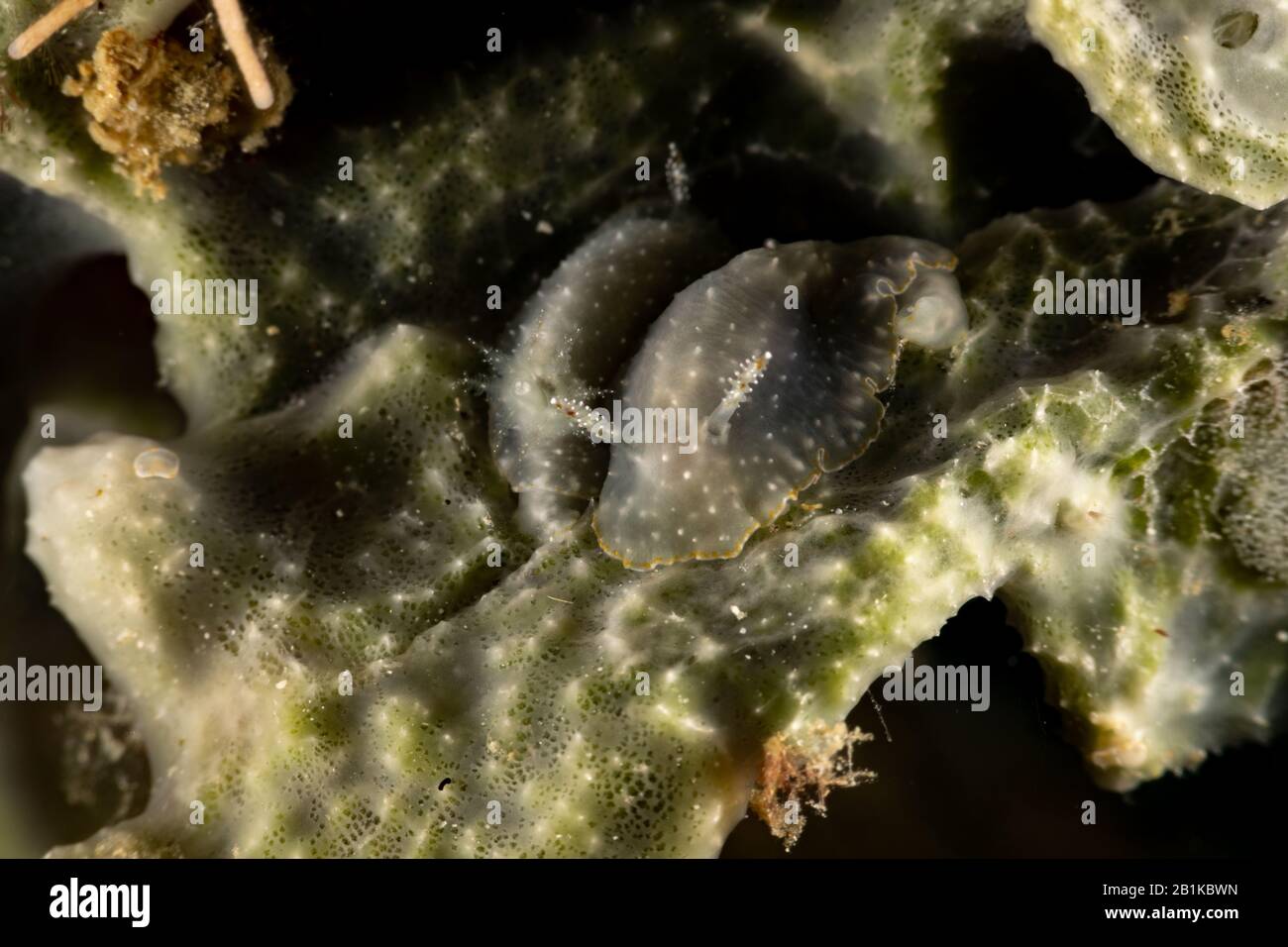 The most beautiful underwater snails of the Indian and Pacific Ocean ...