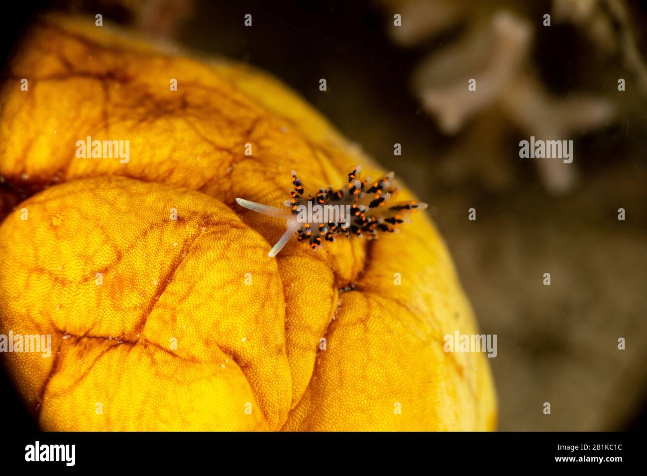 The most beautiful underwater snails of the Indian and Pacific Ocean ...