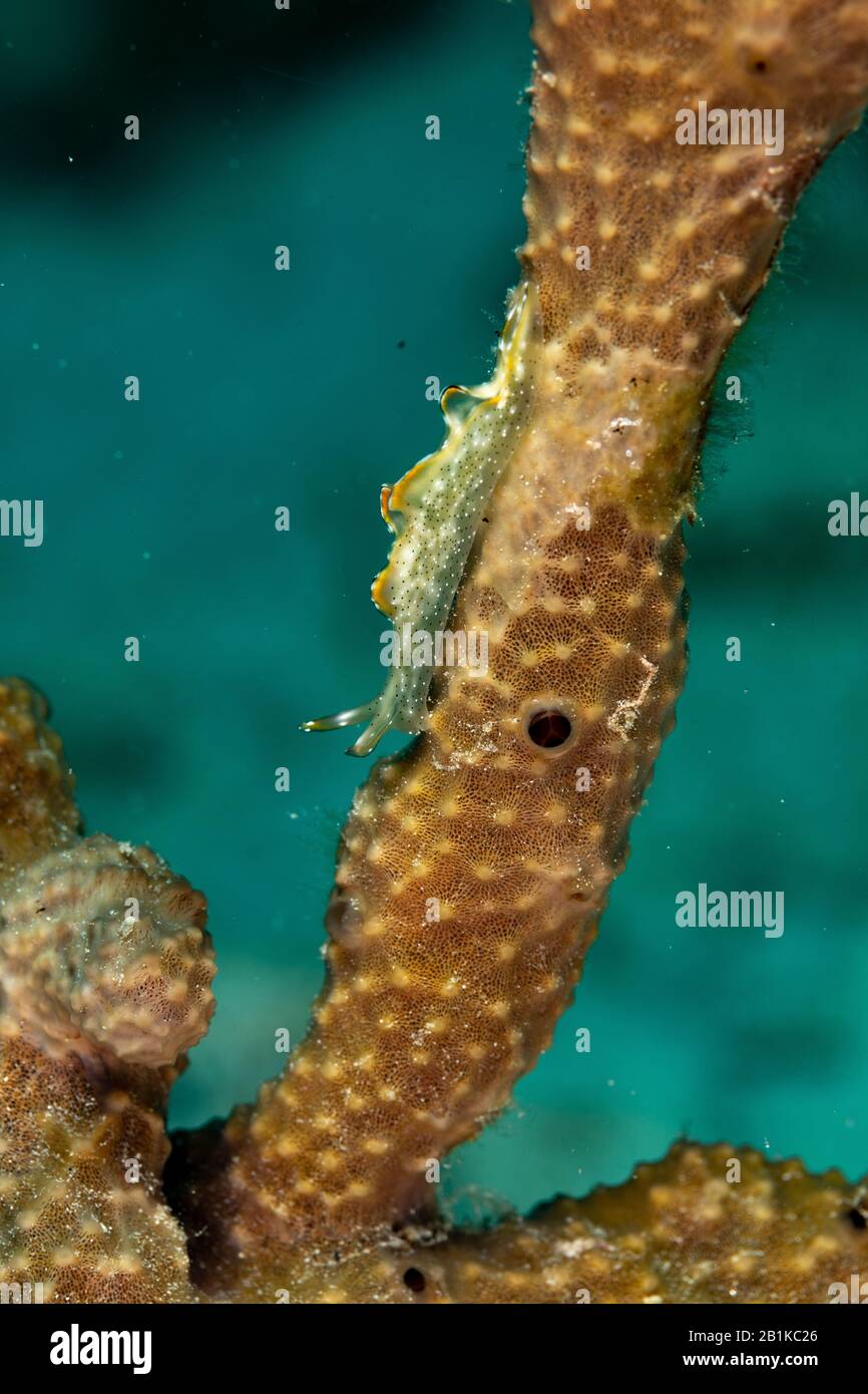 The most beautiful underwater snails of the Indian and Pacific Ocean ...