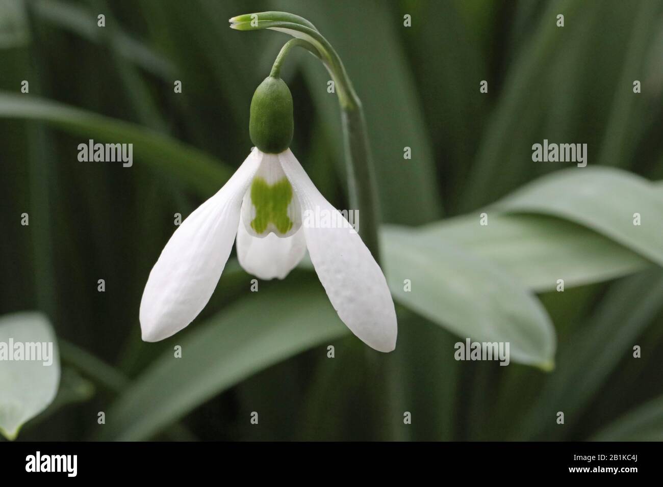 Snowdrop, Galanthus, white flower with a green kiss like cross with a ...