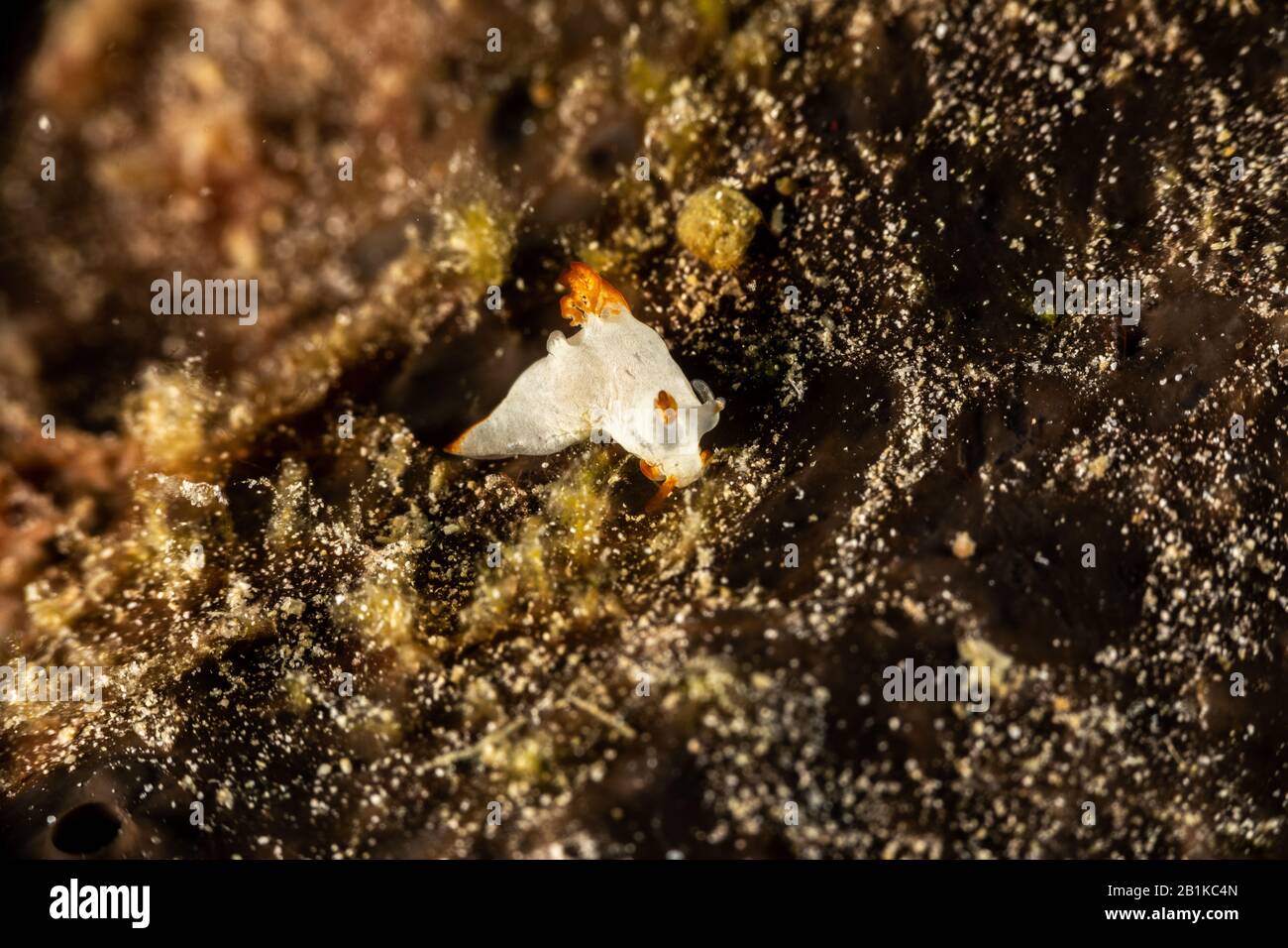 The most beautiful underwater snails of the Indian and Pacific Ocean ...