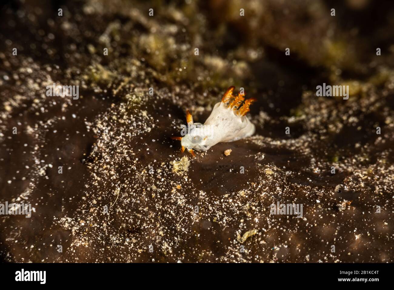 The most beautiful underwater snails of the Indian and Pacific Ocean ...