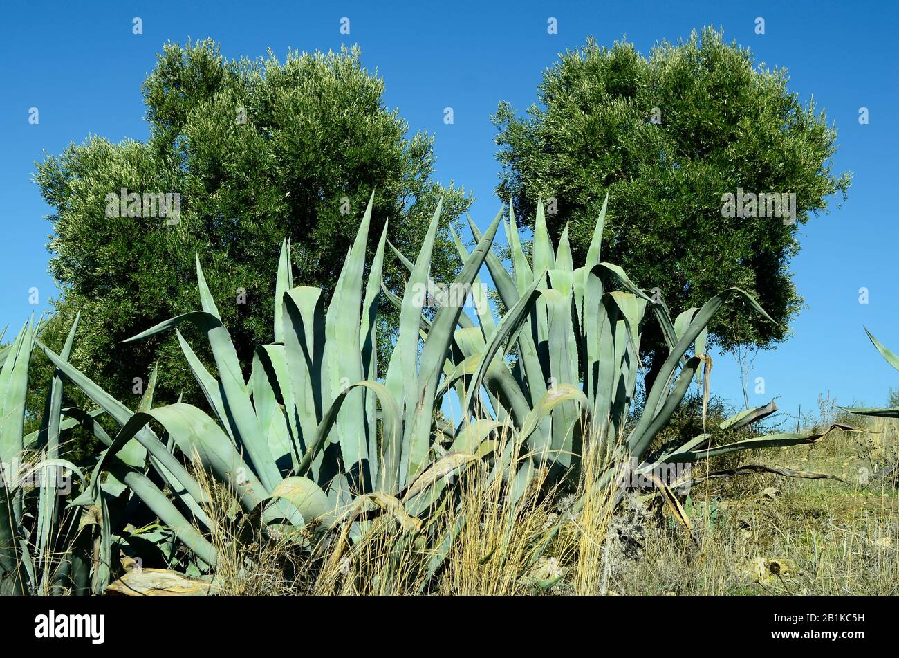 Morocco, agave and olive tree Stock Photo - Alamy