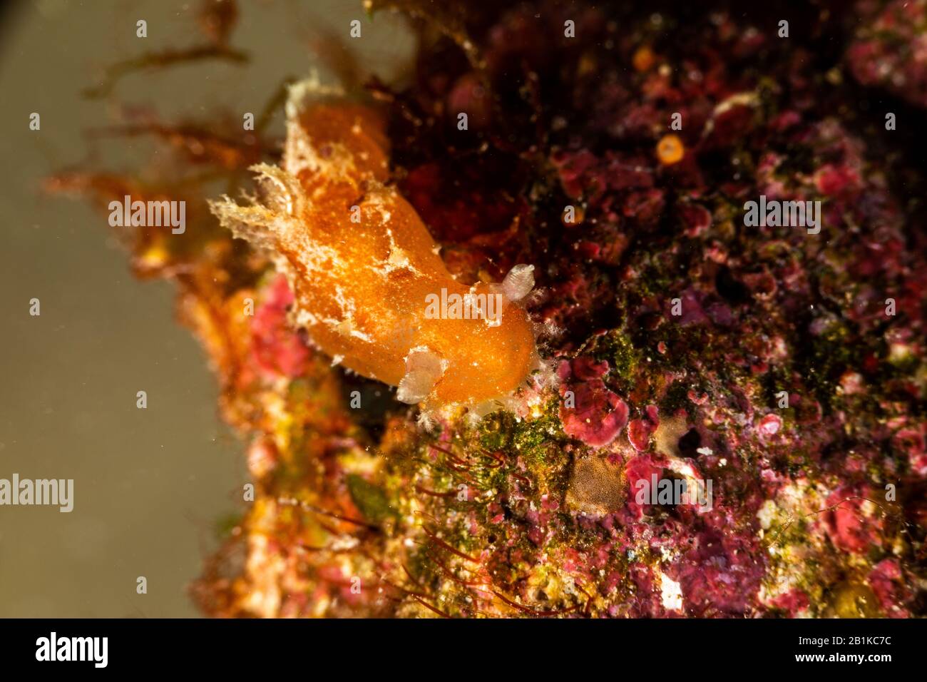 The most beautiful underwater snails of the Indian and Pacific Ocean ...