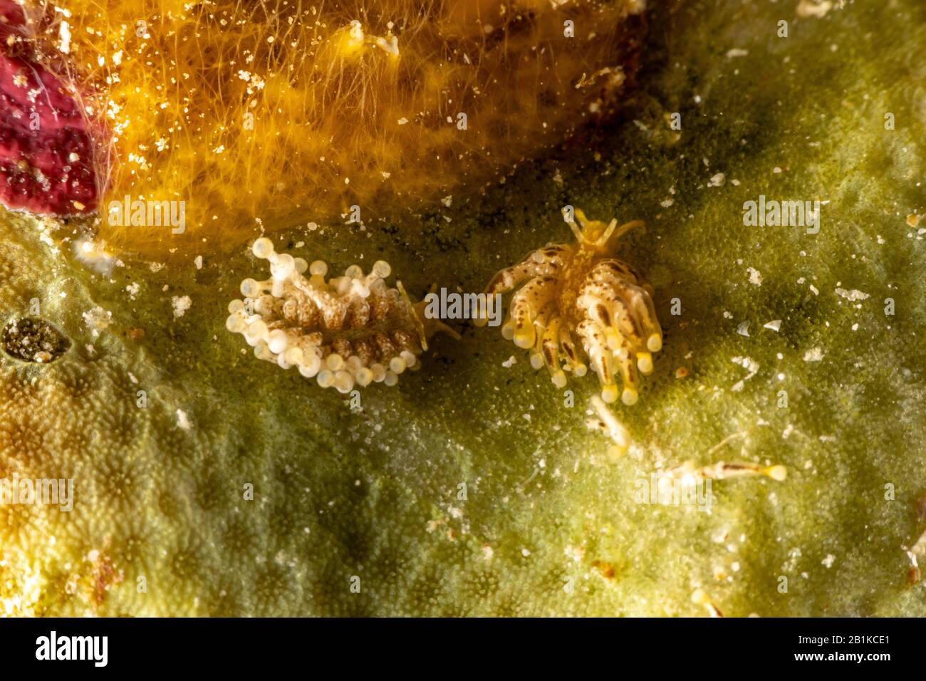 The most beautiful underwater snails of the Indian and Pacific Ocean ...