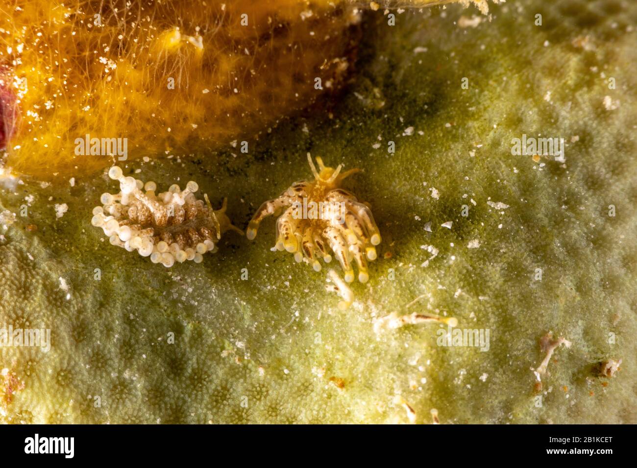 The most beautiful underwater snails of the Indian and Pacific Ocean ...