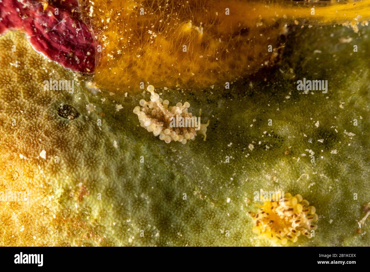 The most beautiful underwater snails of the Indian and Pacific Ocean ...