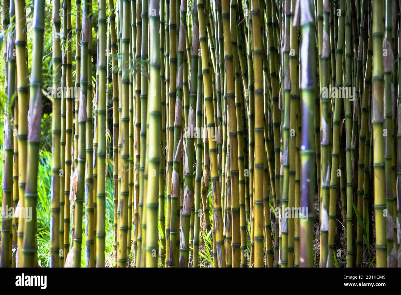A dense stand of bamboo stems (Phyllostachys), "Bamboozle", Trebah ...