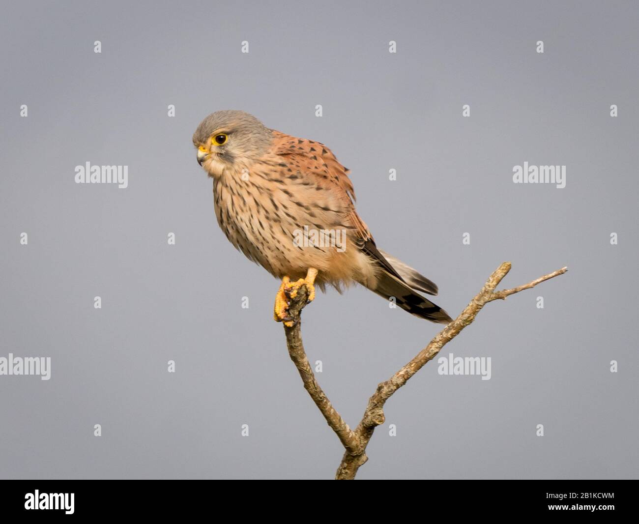 Conservation animals hi-res stock photography and images - Alamy