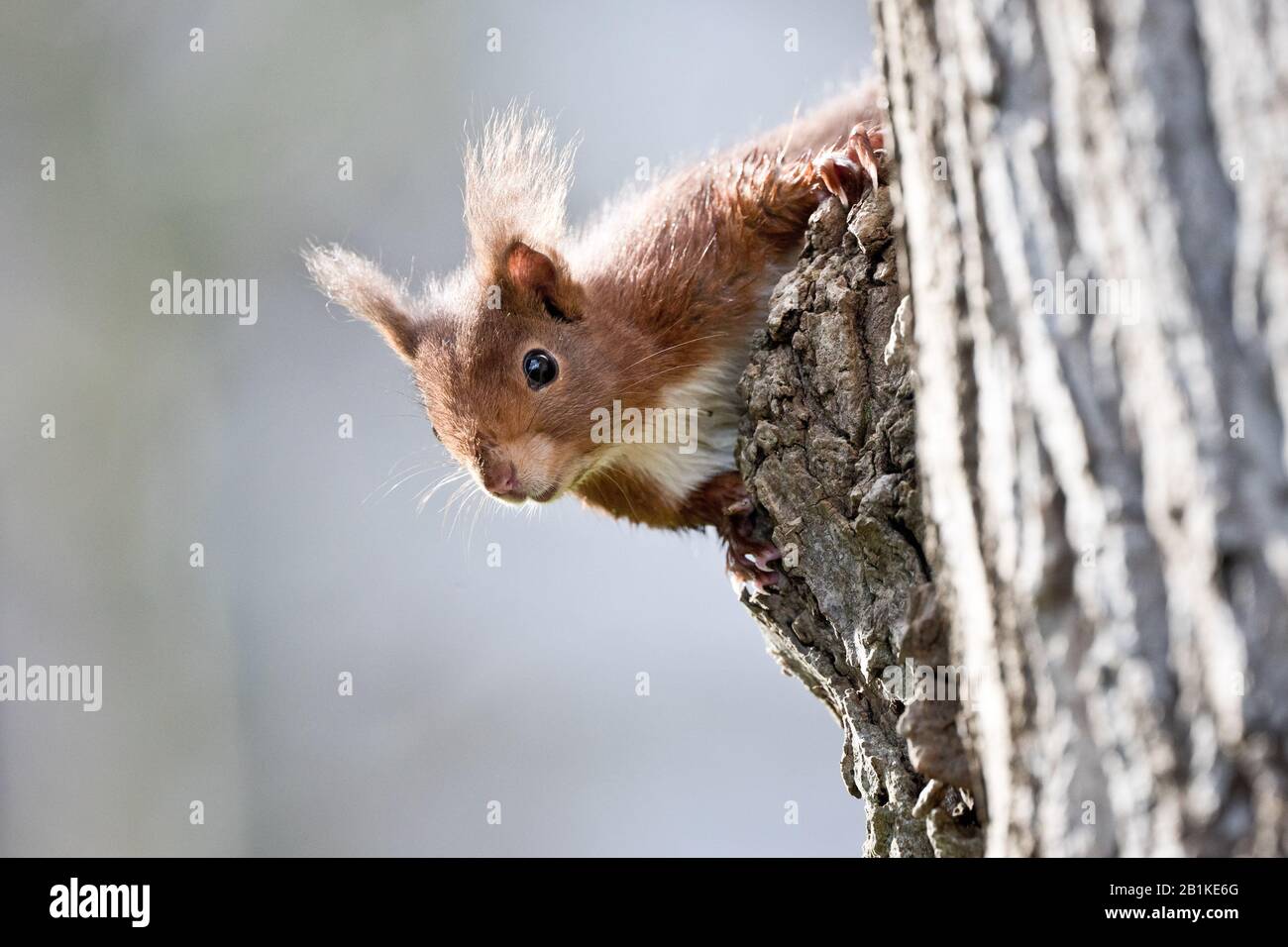 The red squirrel (Sciurus vulgaris), or simply common squirrel, is a ...