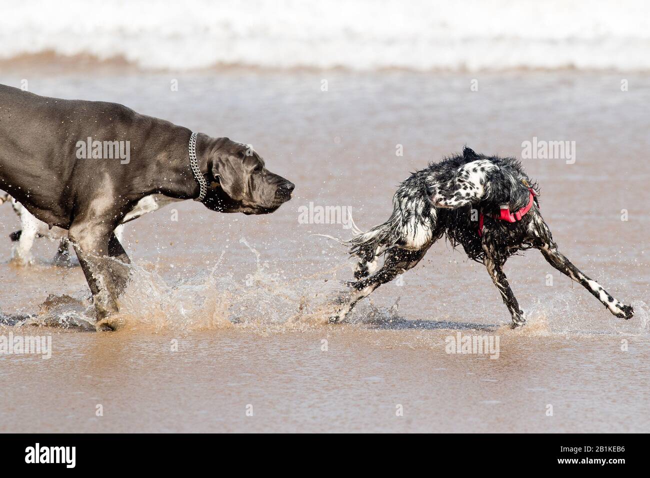 The dog (Canis lupus familiaris), called a domestic dog, is a ...