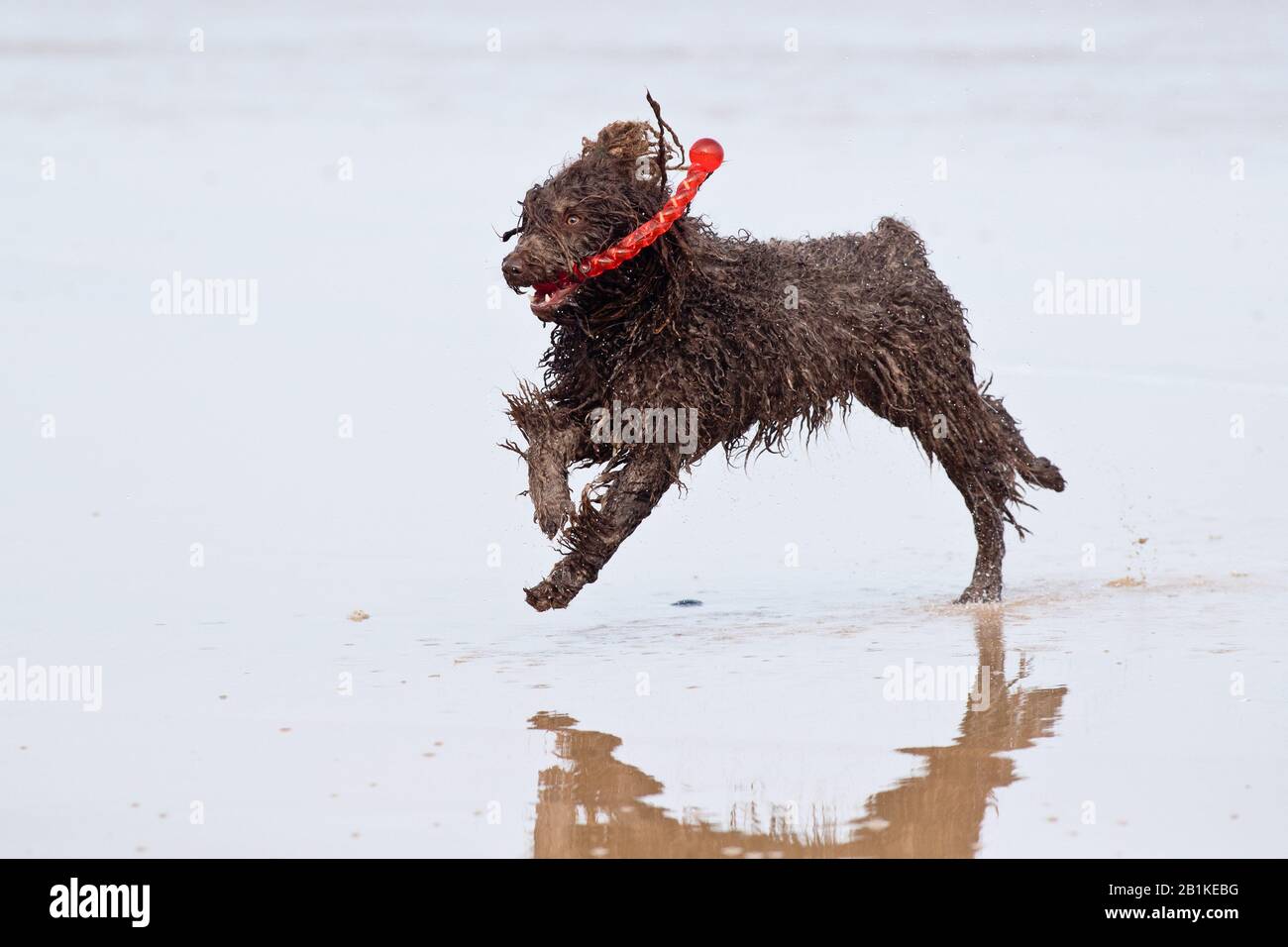 The dog (Canis lupus familiaris), called a domestic dog, is a ...