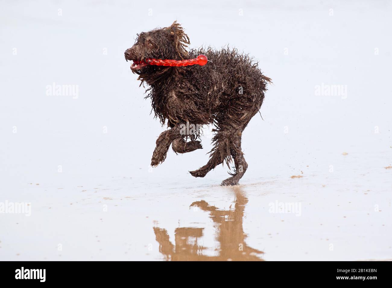 The dog (Canis lupus familiaris), called a domestic dog, is a ...