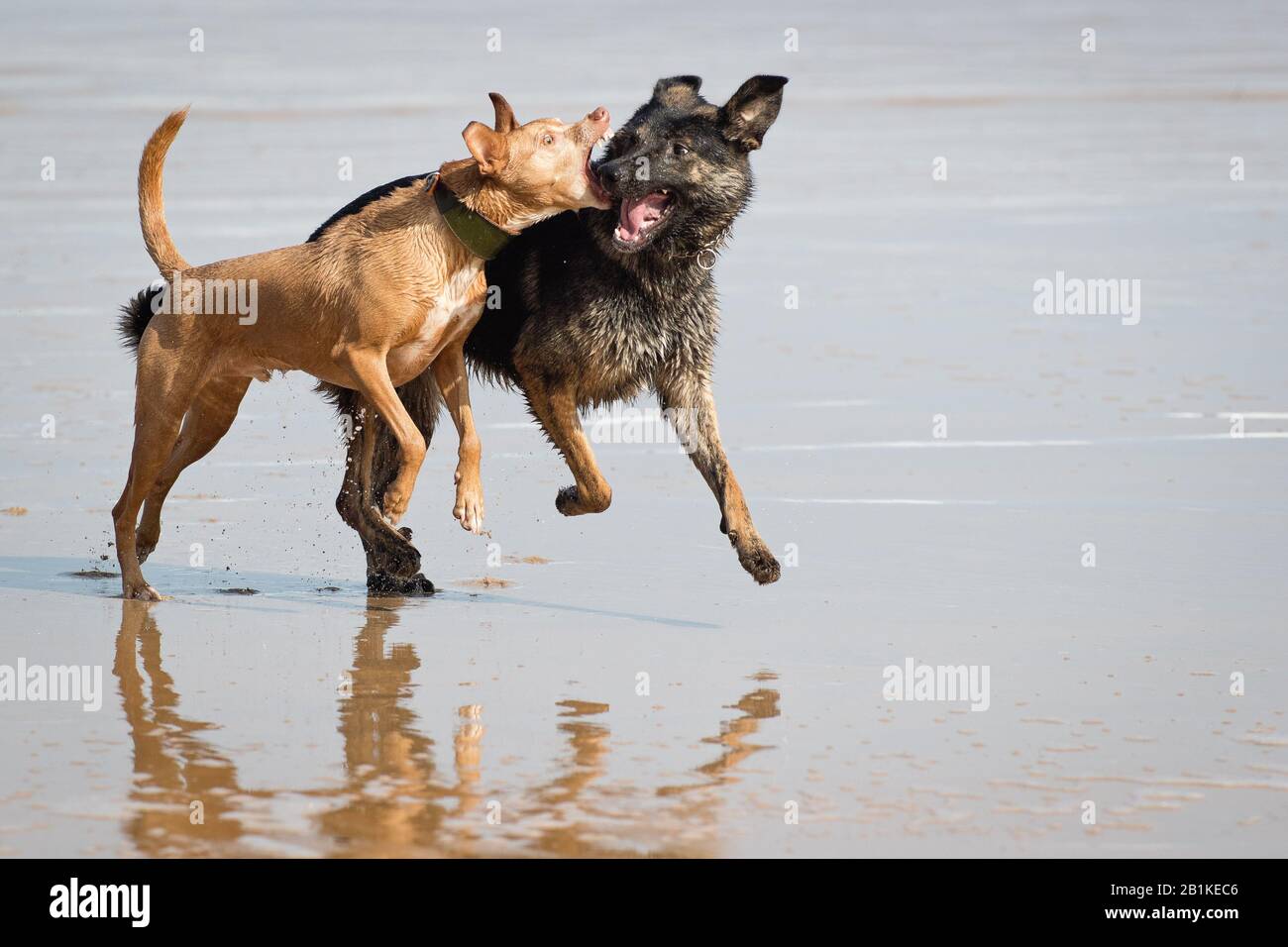 The dog (Canis lupus familiaris), called a domestic dog, is a ...