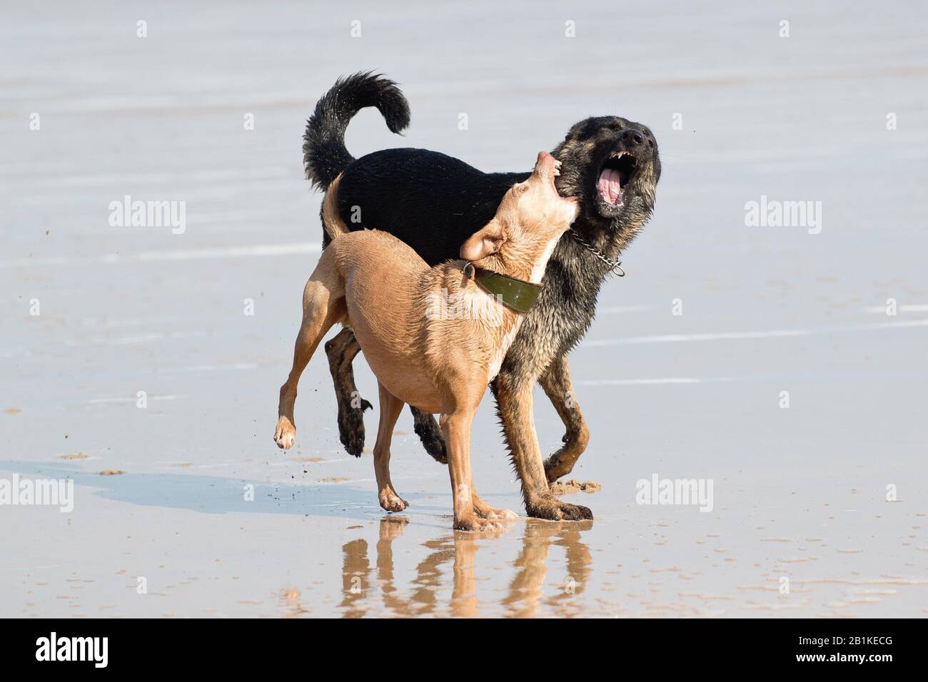 The dog (Canis lupus familiaris), called a domestic dog, is a ...