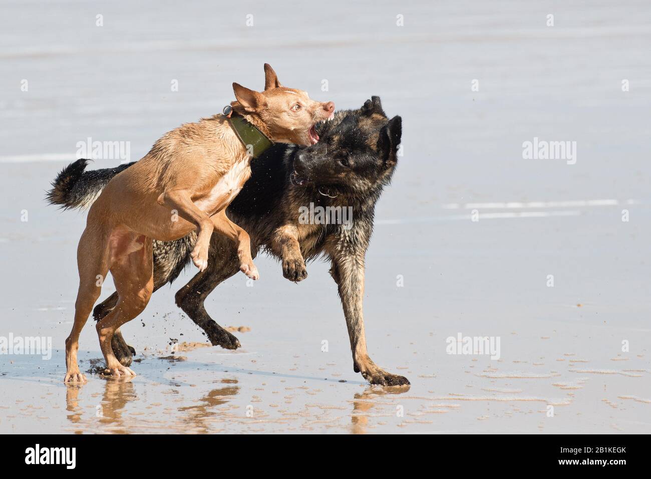 The dog (Canis lupus familiaris), called a domestic dog, is a ...
