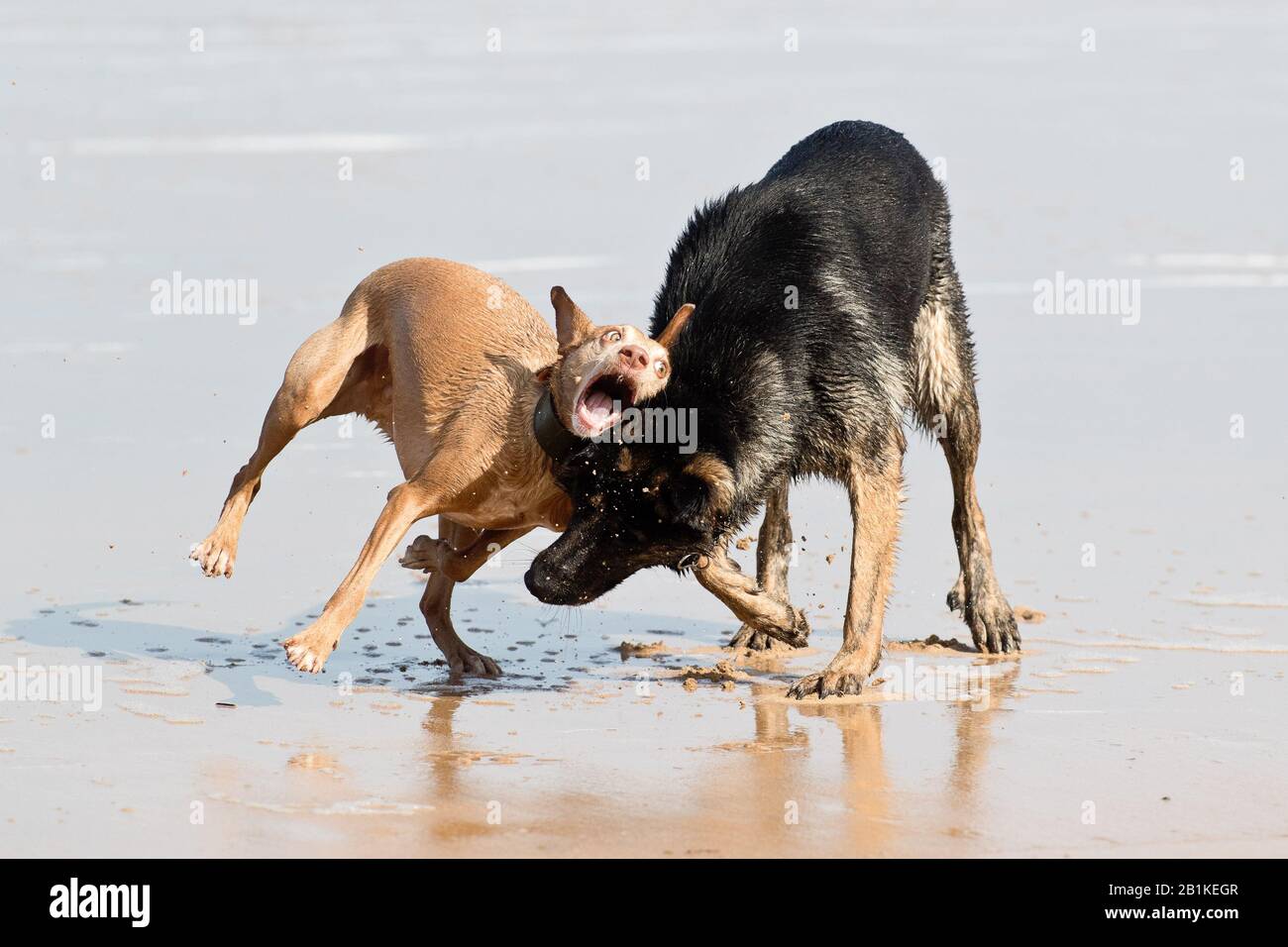 The dog (Canis lupus familiaris), called a domestic dog, is a ...