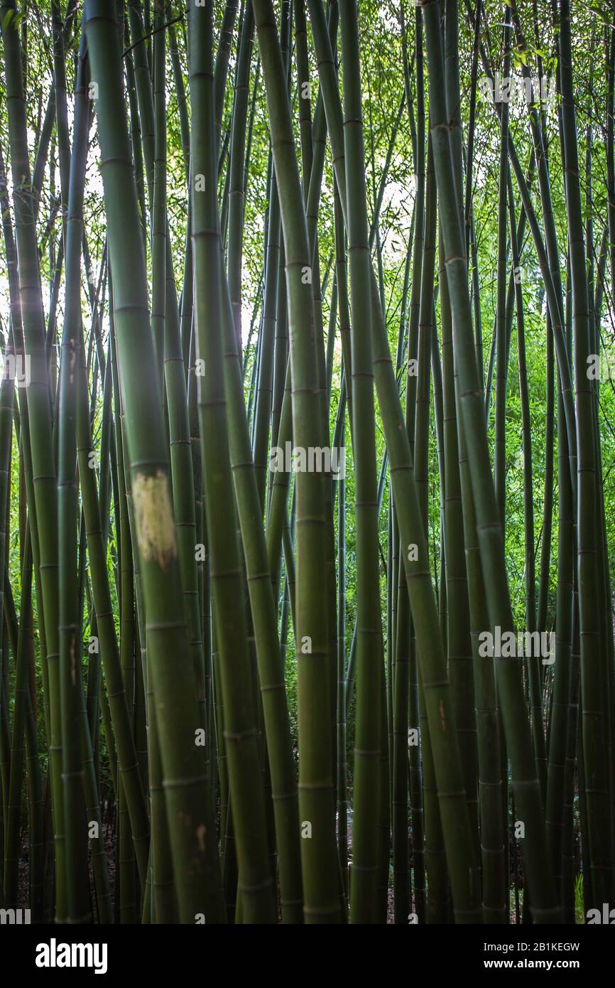 A dense stand of bamboo stems (Phyllostachys), "Bamboozle", Trebah ...