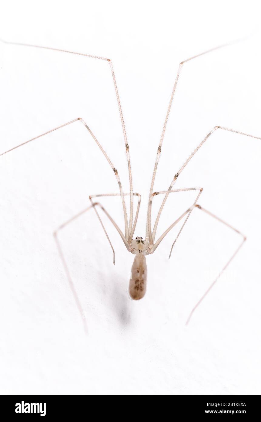 Pholcidae, Pholcus phalangioides, macro of cellar spider, daddy ...