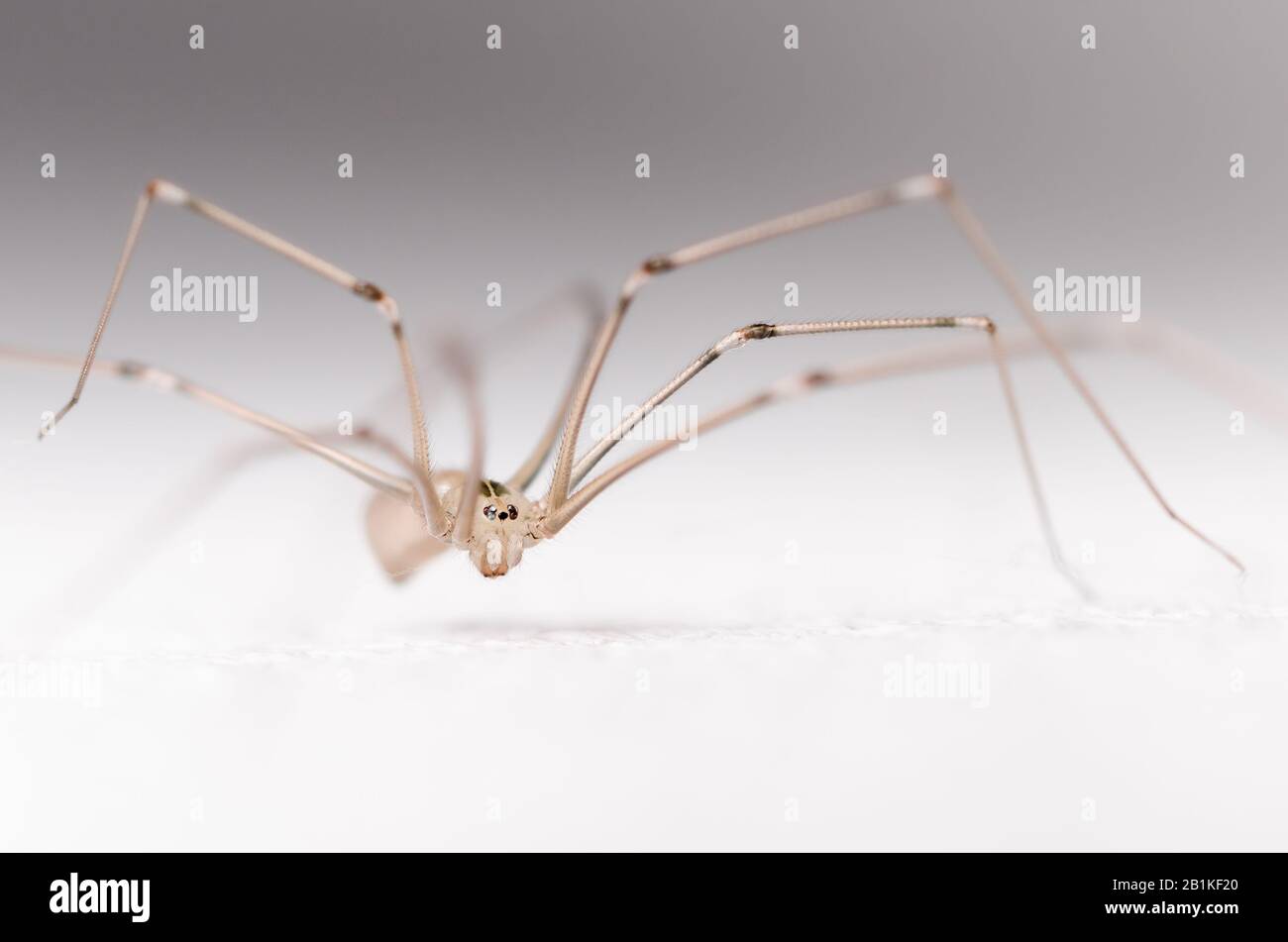 Pholcidae spider hi-res stock photography and images - Alamy