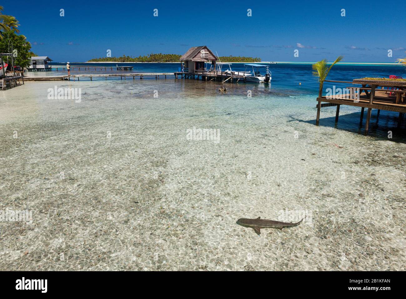 Reef Shark in Lagoon of Tetamanu Village, Fakarava, Tuamotu Archipel ...
