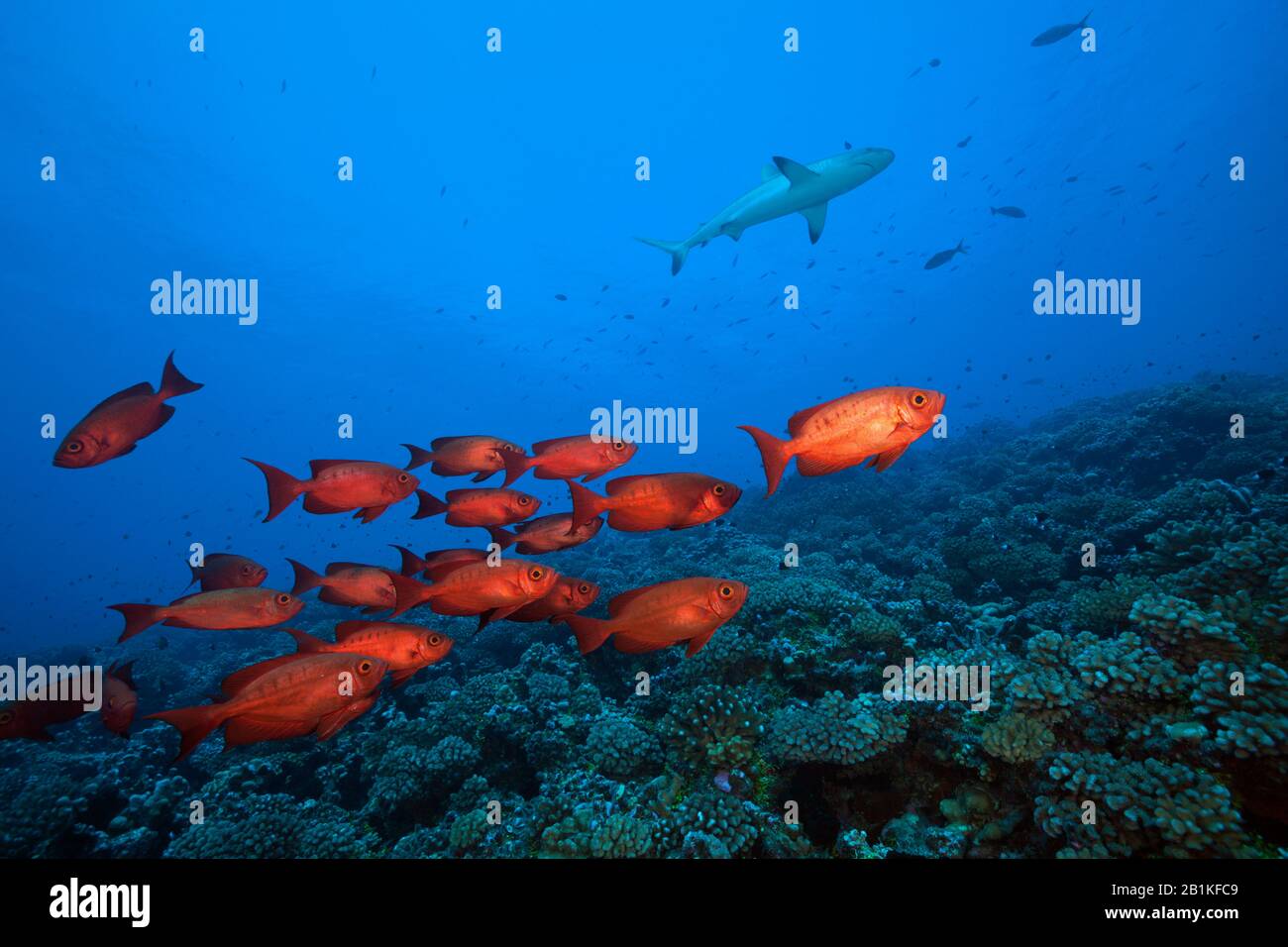 Shoal of Crescent-tail Bigeye, Priacanthus hamrur, Fakarava, Tuamotu ...