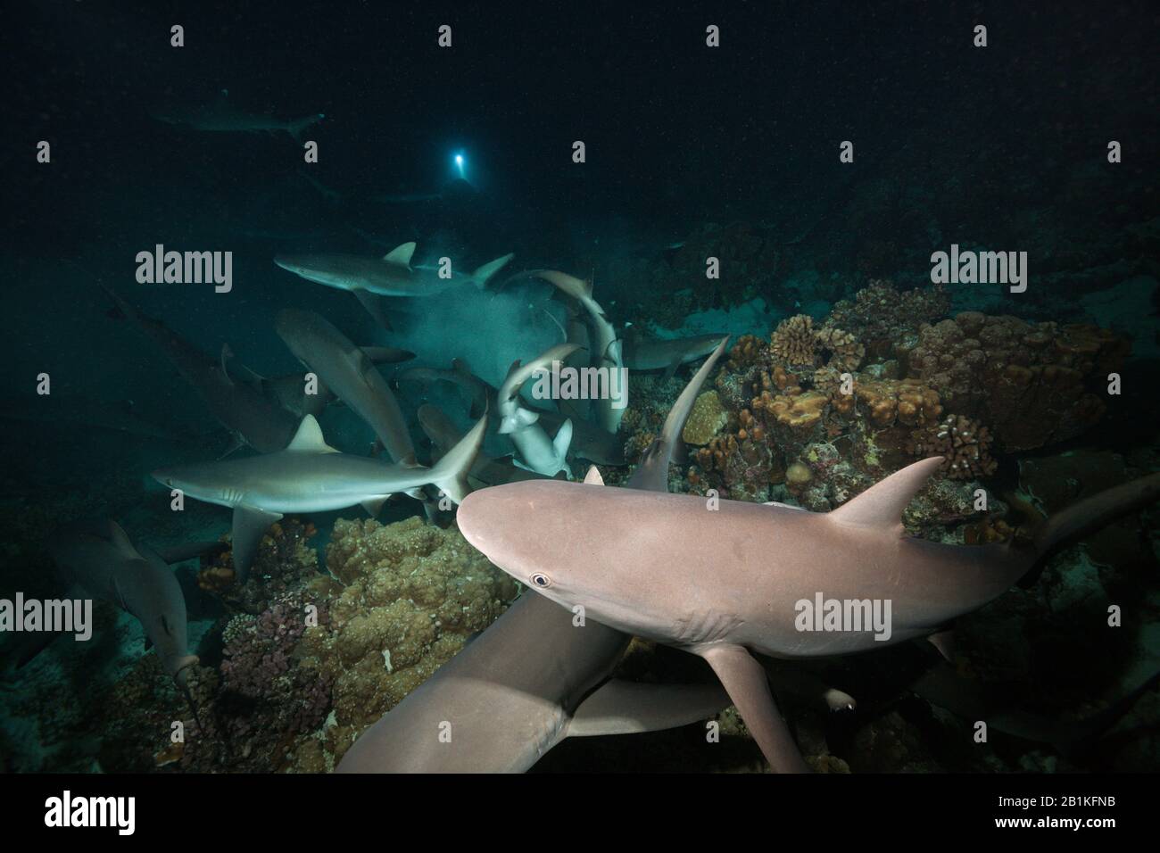 Grey Reef Shark hunting at Night, Carcharhinus amblyrhynchos, Fakarava ...