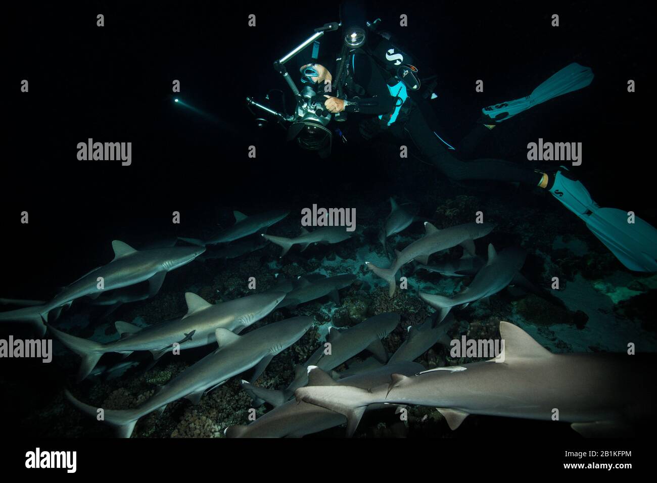 Grey Reef Shark hunting at Night, Carcharhinus amblyrhynchos, Fakarava ...