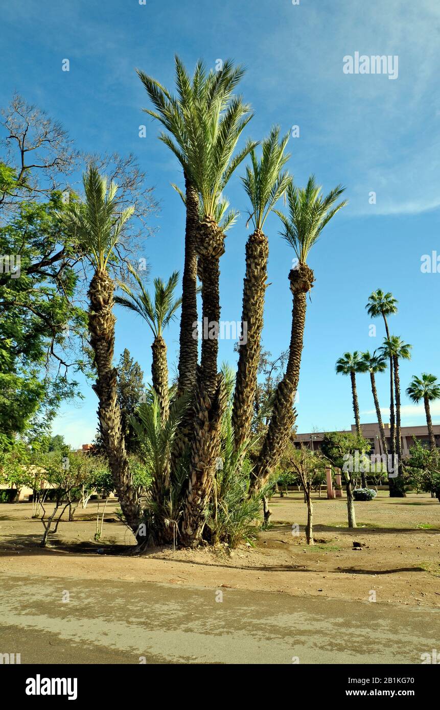 palm trees in Marrakesh, Morocco Stock Photo - Alamy