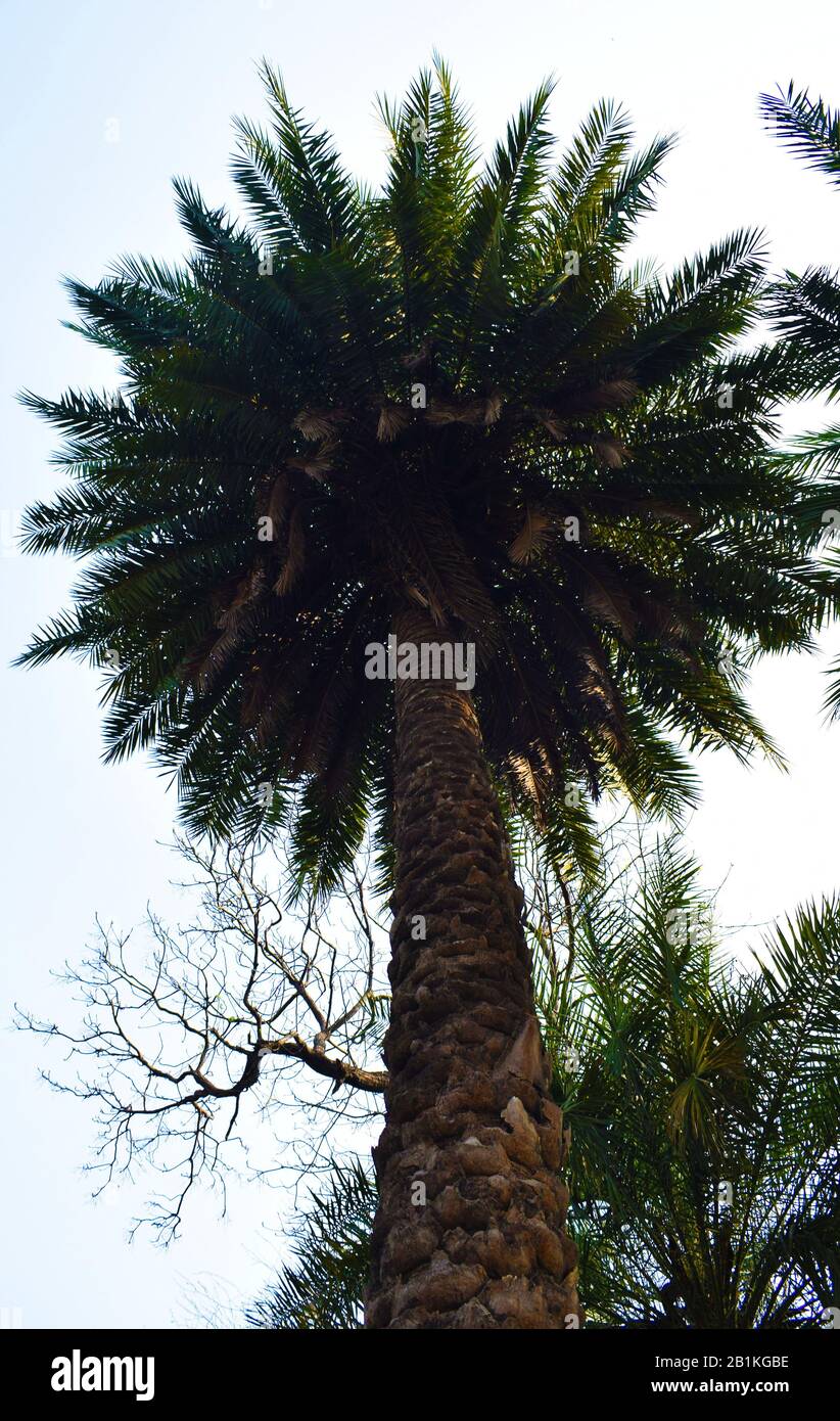 Dates tree hi-res stock photography and images - Alamy