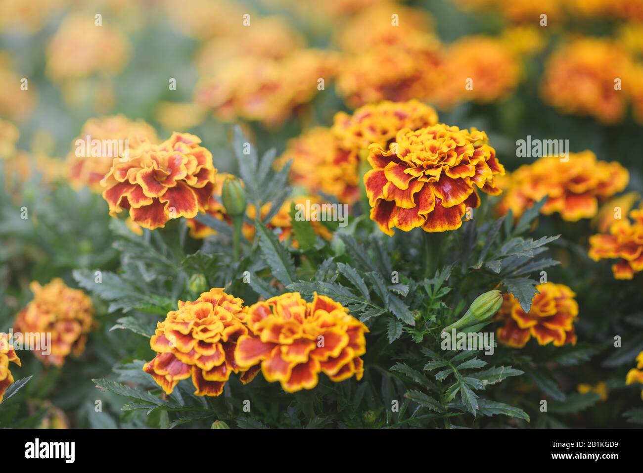 Beautiful Yellow and red Mexican marigold flower blooming in garden ...