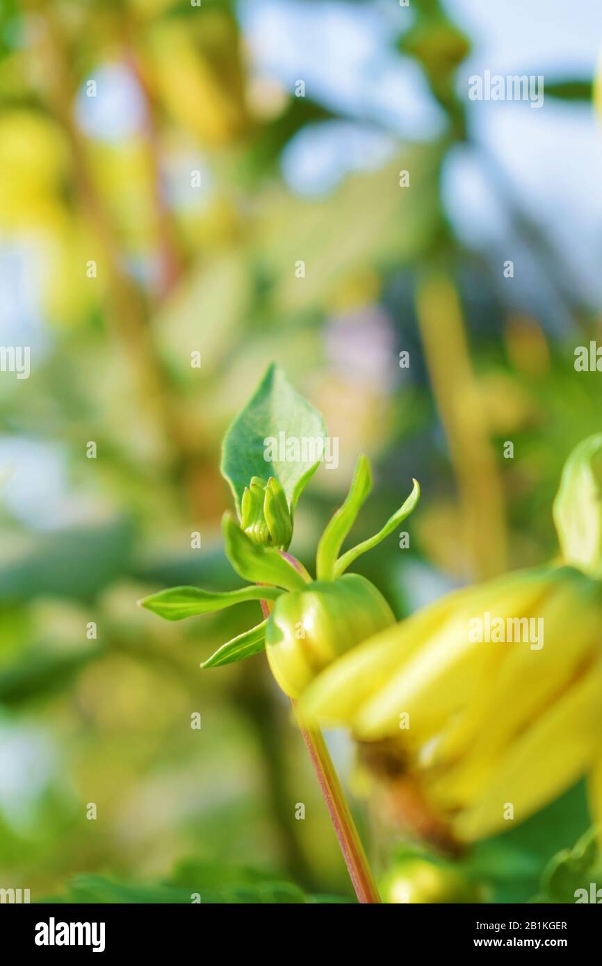 Beautiful plant is ready to explode Stock Photo - Alamy