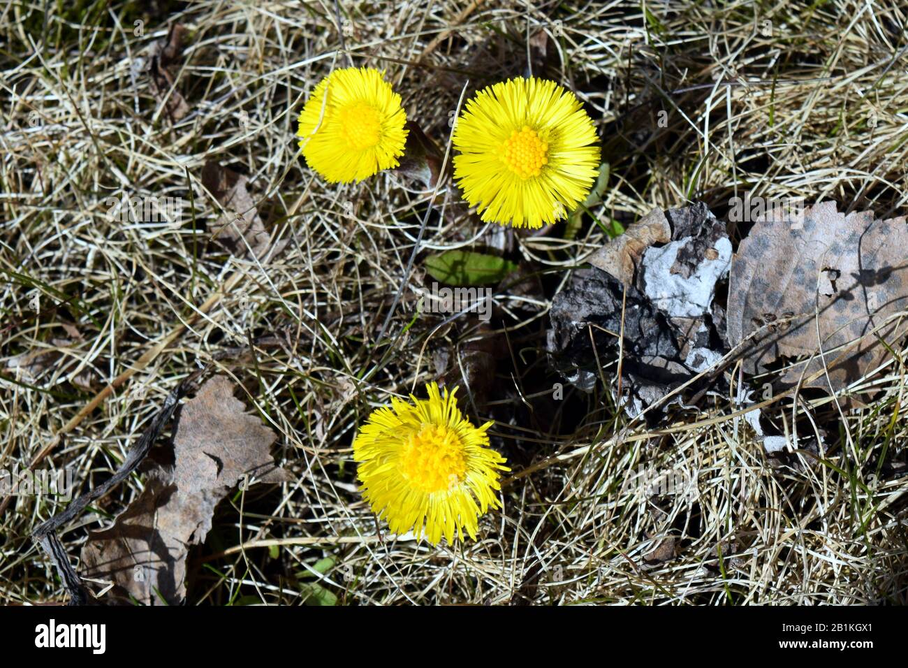 Coltsfoot, Tussilago farfara Stock Photo - Alamy