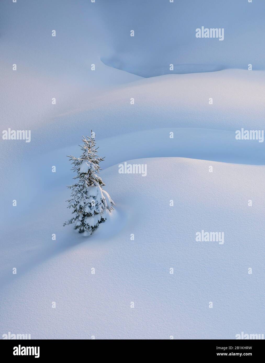 Small snowy spruce in untouched fresh snow, Tyrol, Austria Stock Photo ...