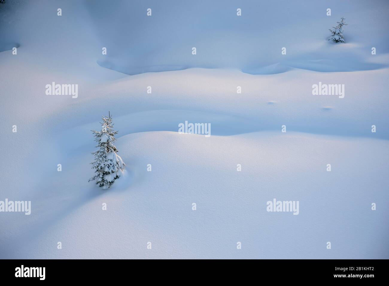Small snowy spruces in untouched fresh snow, Tyrol, Austria Stock Photo ...