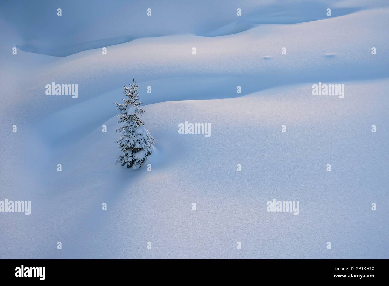 Small snowy spruce in untouched fresh snow, Tyrol, Austria Stock Photo ...