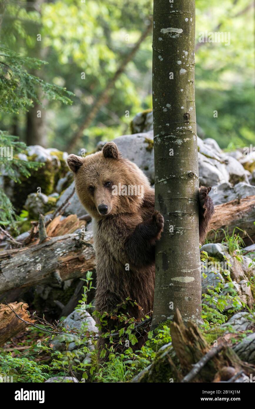 European brown bear (Ursus arctos arctos) in forest, standing, in the ...
