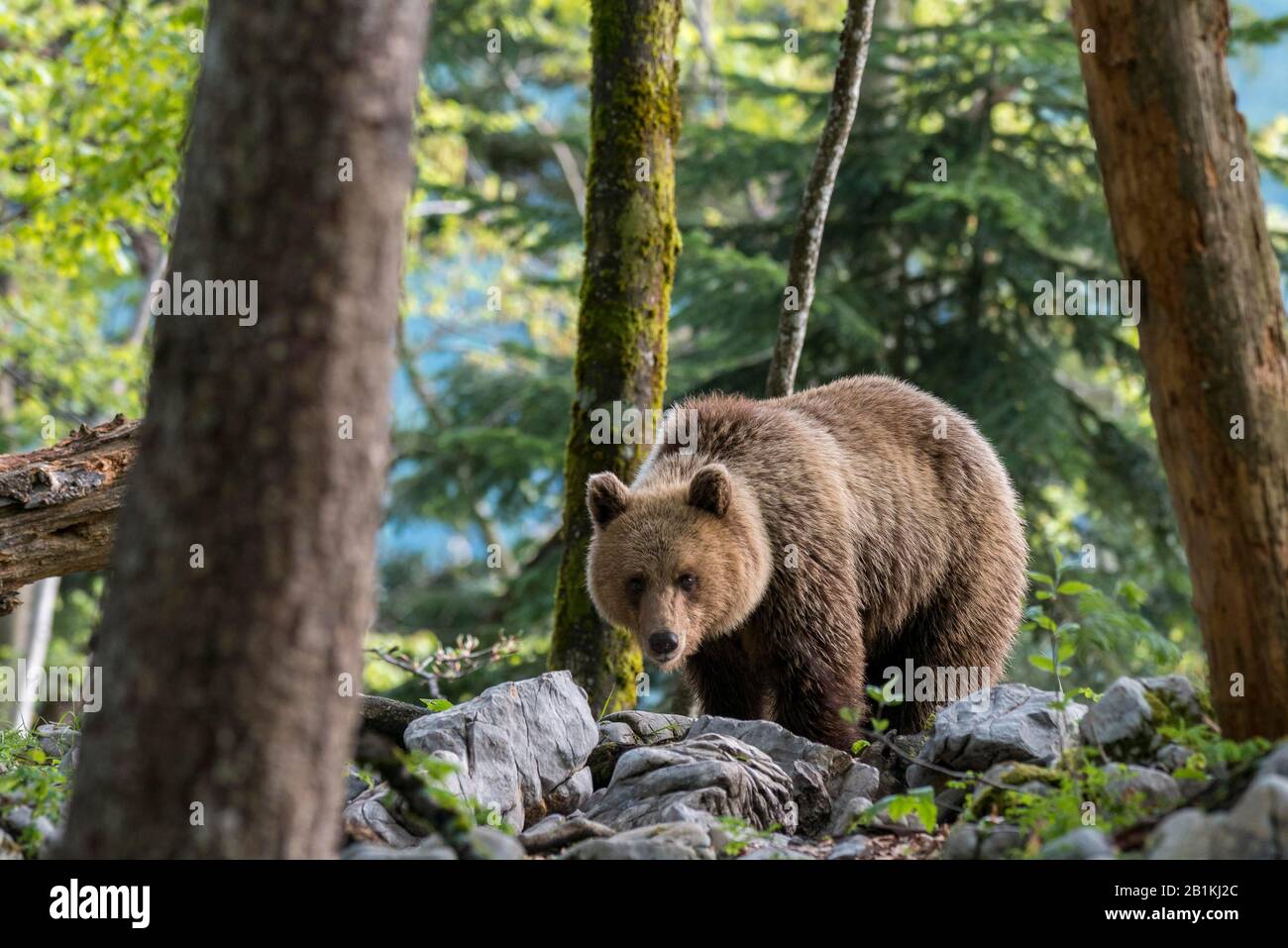 European brown bear (Ursus arctos arctos) in forest, in the wild ...