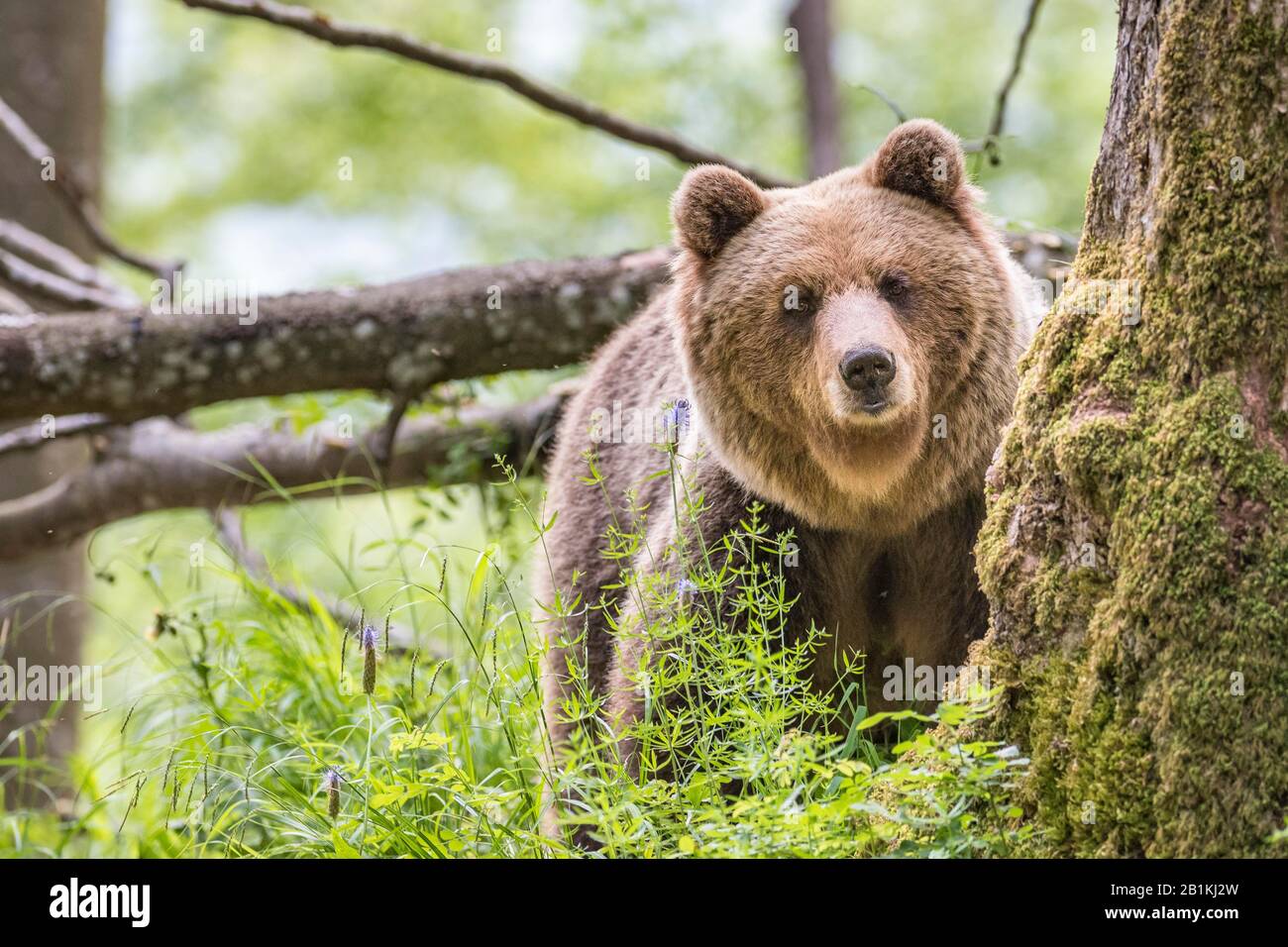 European brown bear (Ursus arctos arctos) in forest, in the wild ...