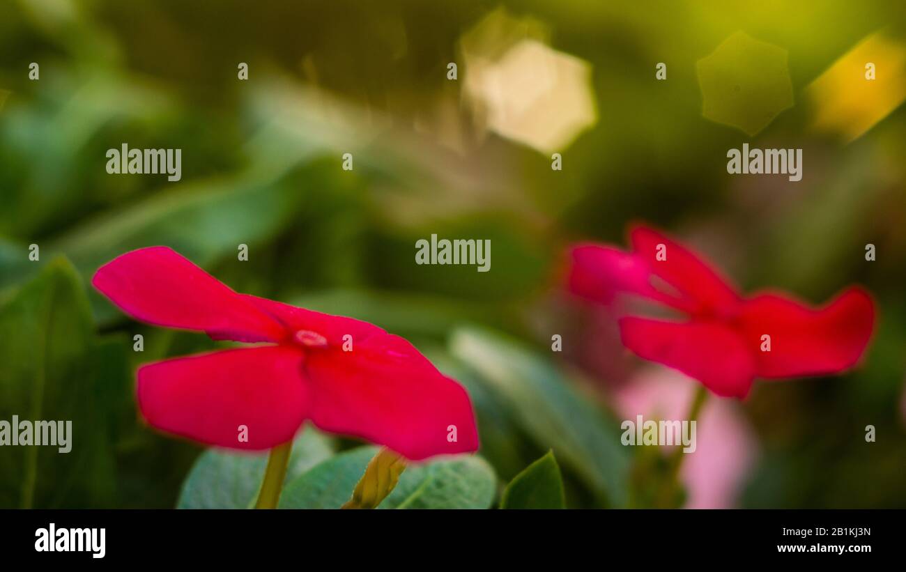 Ten hour flowers hi-res stock photography and images - Alamy