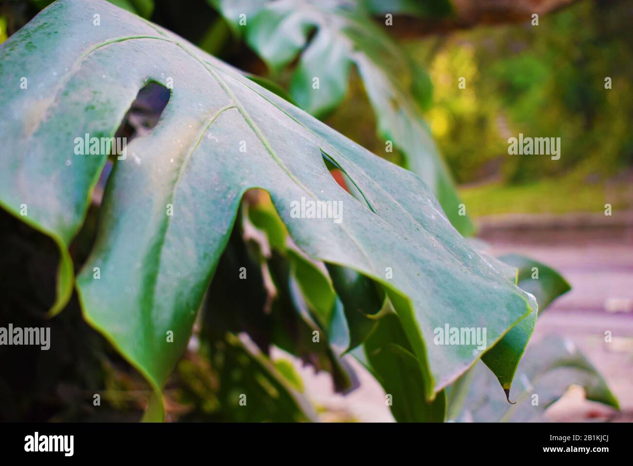 Green large leaf hi-res stock photography and images - Alamy