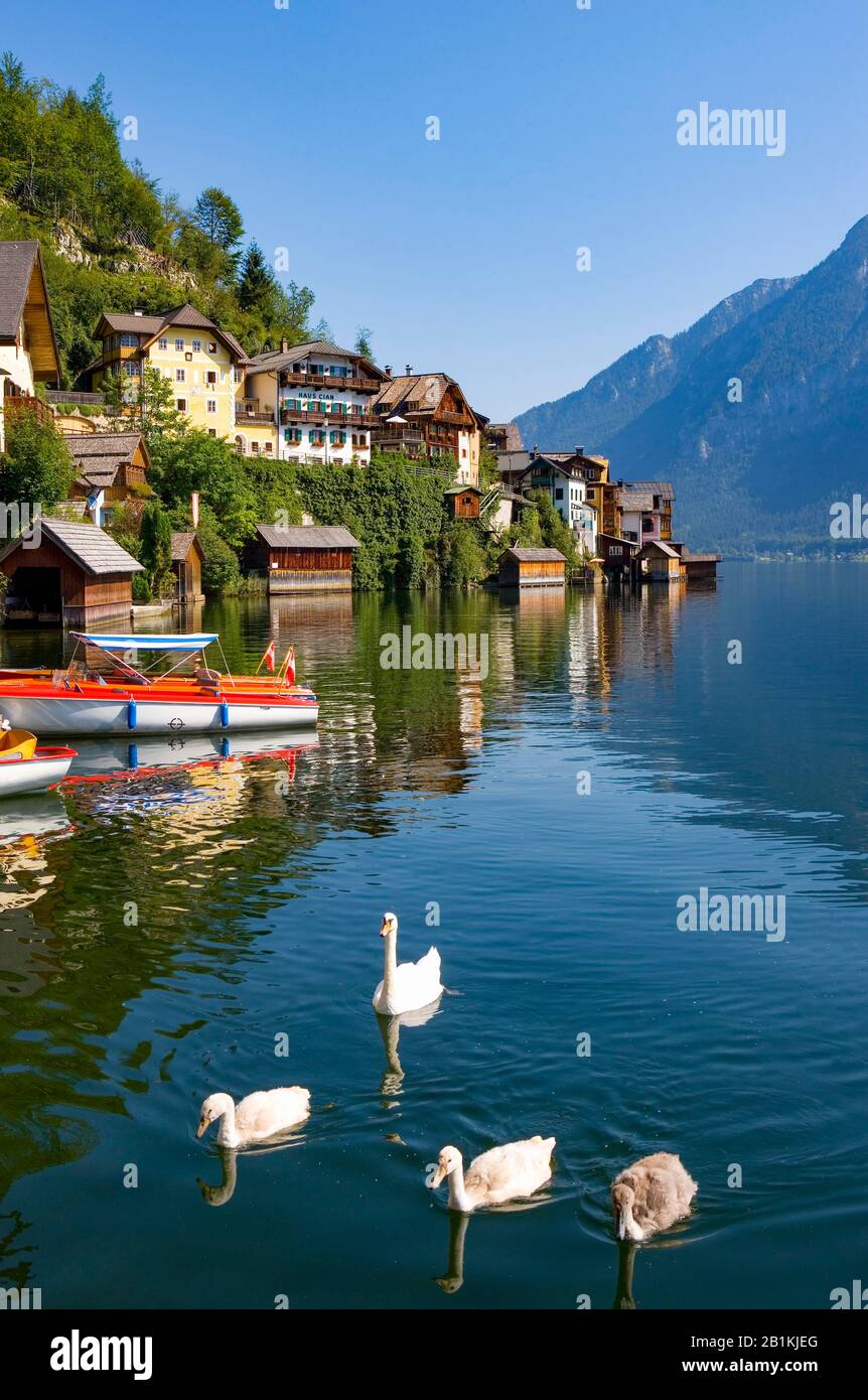 Swan family at lake hallstatt hi-res stock photography and images - Alamy