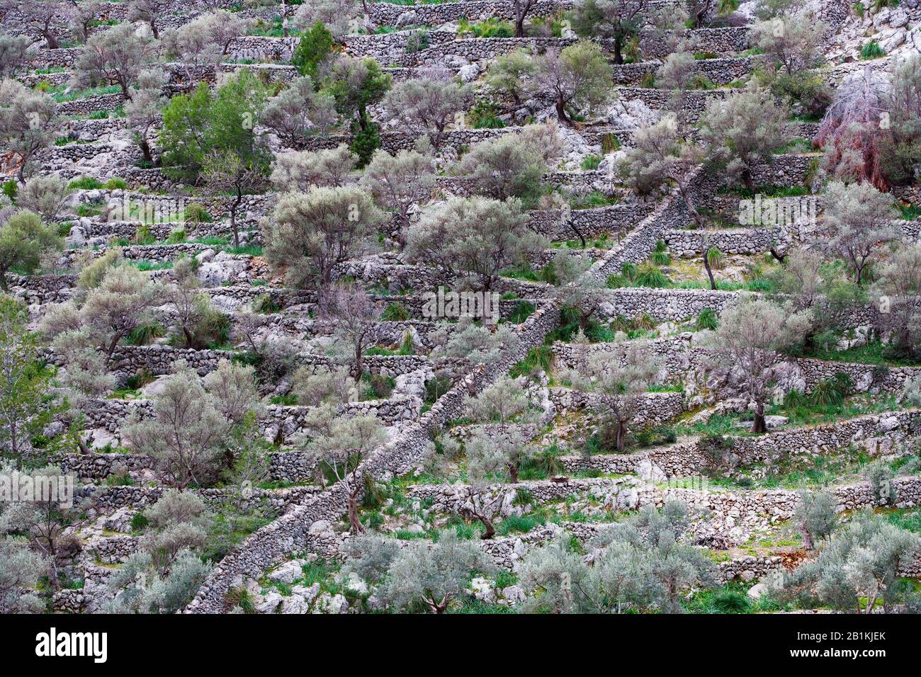 Olive trees spain hi-res stock photography and images - Alamy