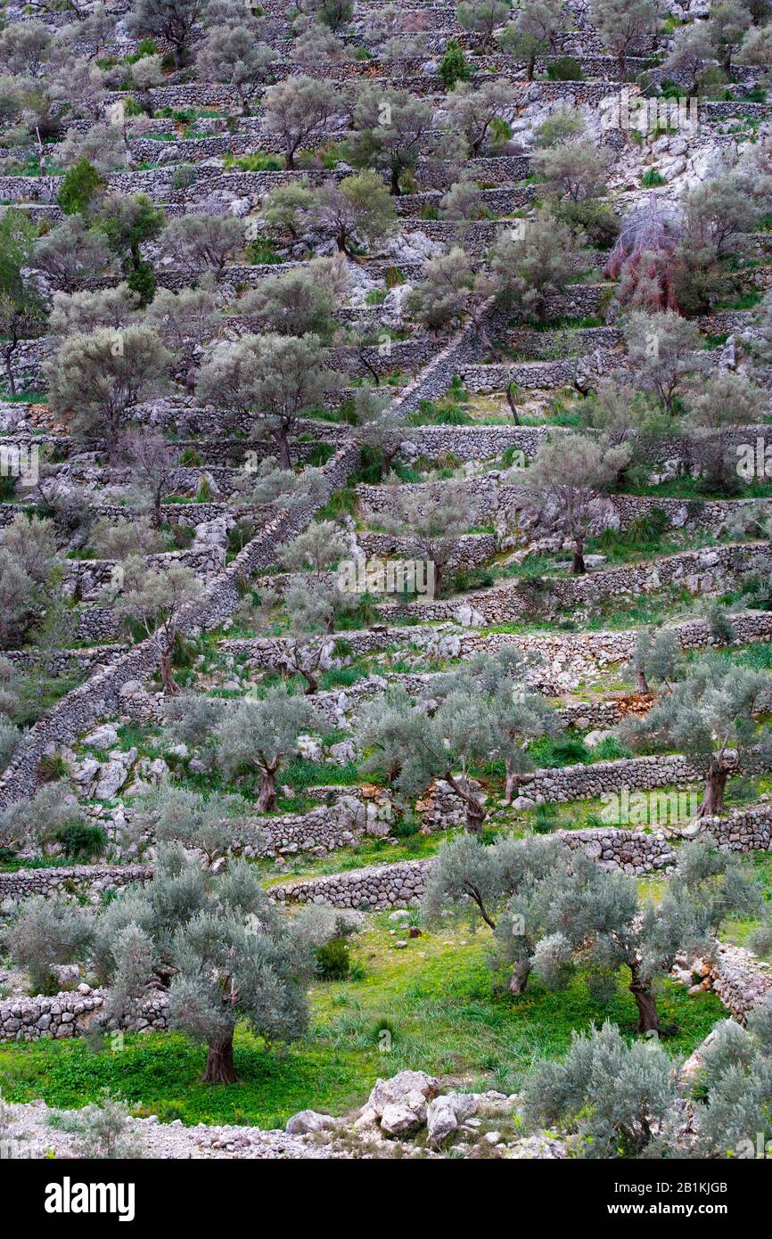 Olive trees spain hi-res stock photography and images - Alamy