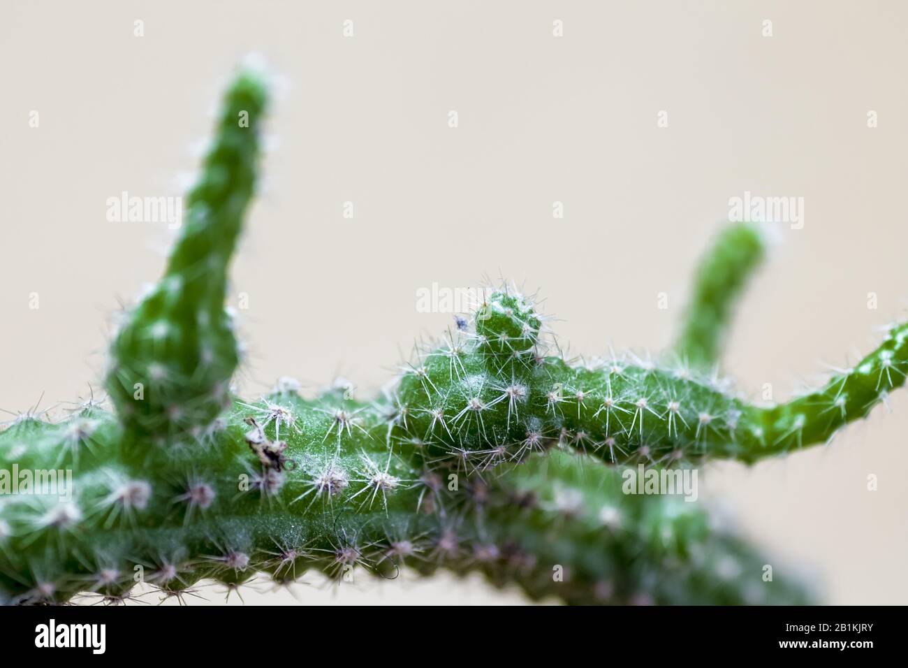 detail of a cactus with thorns Stock Photo - Alamy
