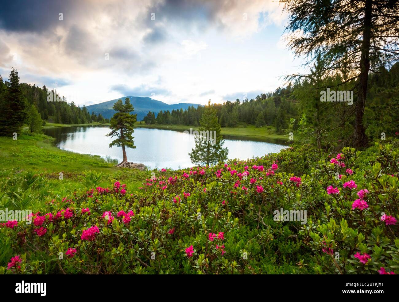Flowering alpine roses (Rhododendron hirsutum) with lake and trees ...