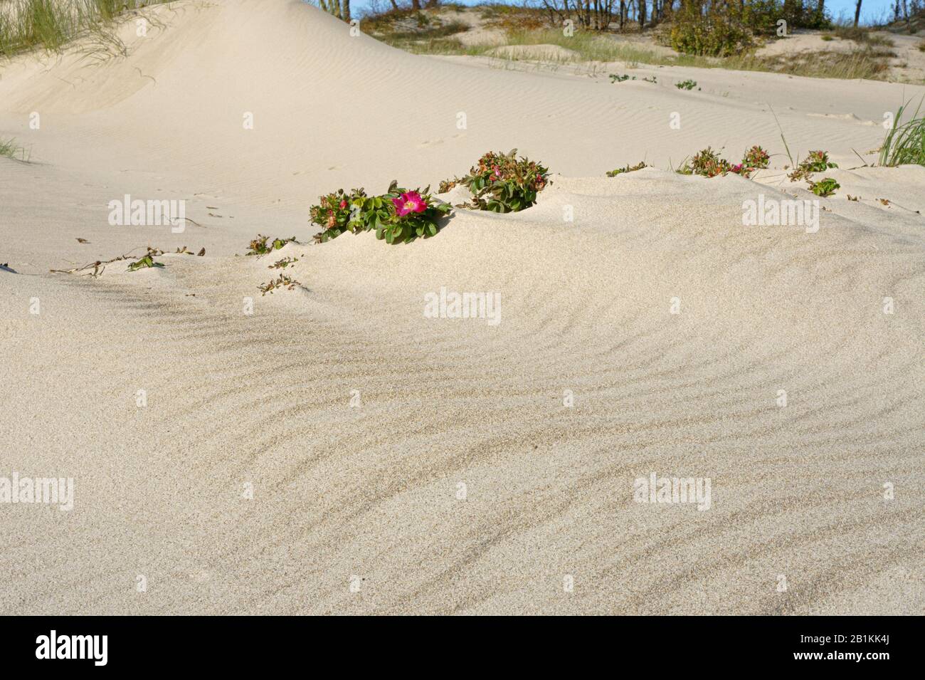 wild rose Bush on the sand, sand dunes and wild rose Stock Photo - Alamy