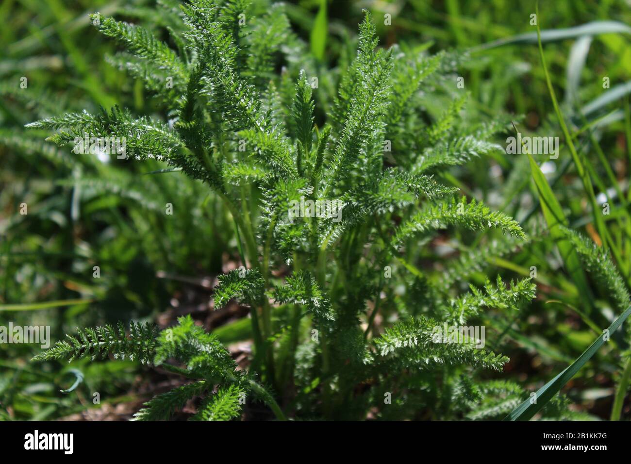 Yarrow Field High Resolution Stock Photography and Images - Alamy